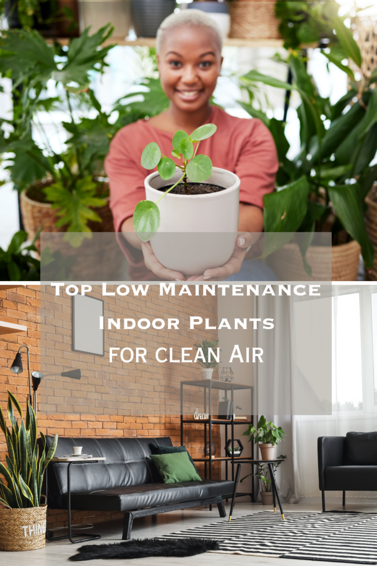 Top Low Maintenance Indoor Plants for Clean Air - doyle and will